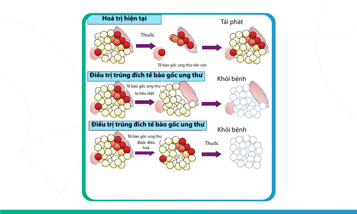 Liệu pháp tế bào gốc trong điều trị ung thư - Hong Hung Hospital